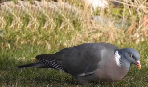 Ringeltaube | Südtiroler Jagdportal